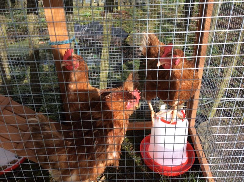 Breaking News: Hens have arrived